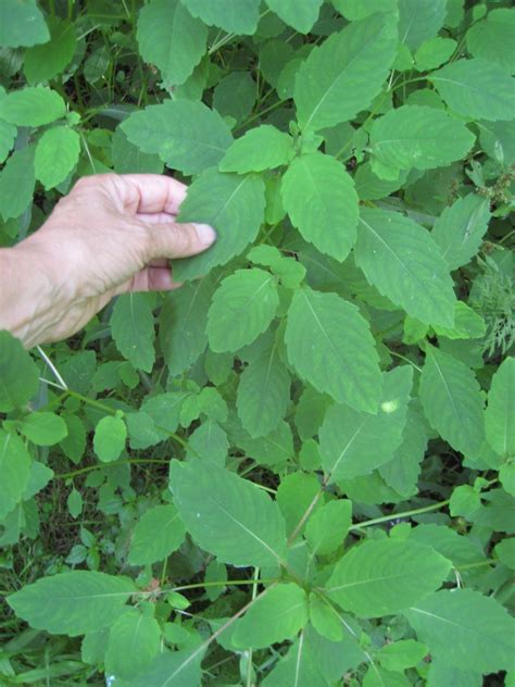 Jewelweed Poison Ivy Cure