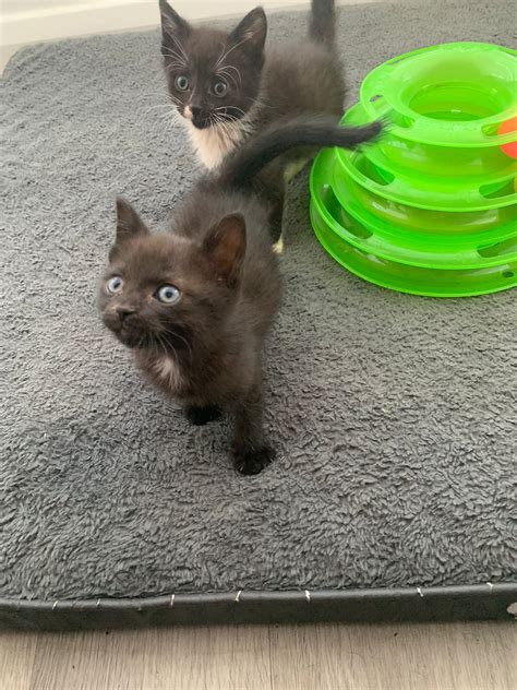 Rspca Tameside And Glossop Branch Caring For The Welfare Of Local