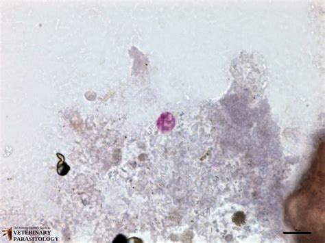 Cyclospora Sp Protozoa Monster Hunters Guide To Veterinary