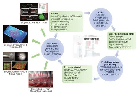 How Is Three Dimensional Bioprinting Used For Tissue And Disease Modeling
