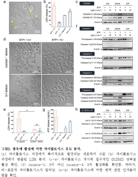 물분해로 암세포 사멸을 유도한다 대학지성 Inandout