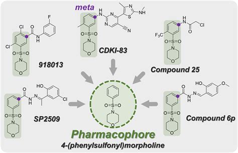 Multipathway Regulation Induced By 4‐phenylsulfonylmorpholine
