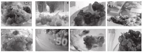 Tdz Induced Shoot Regeneration In Different Genotypes Of Sesame