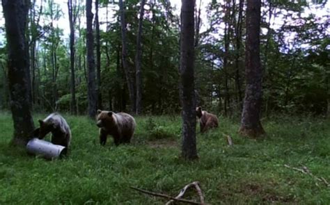 Medvede na Slovensku útočia už niekoľkokrát denne Roztrhali teľatá neboja sa výstrelov ničia