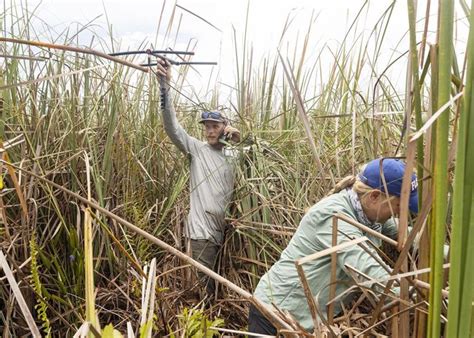 Scientists Tracking Breeding Pythons County