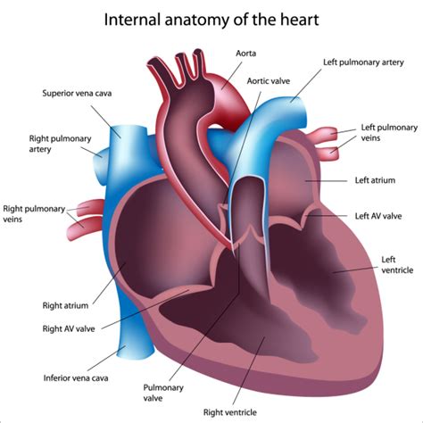 Functional Classification Of Severe Pulmonary Arterial Hypertension