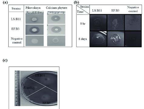 Biofertilizer And Biocontrol Activities Of Endophytic Strains A
