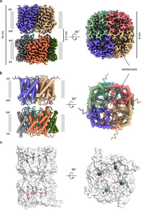 Structural Overview Of The Two Adhering Tetramers Of Aqp7 Determined By Download Scientific