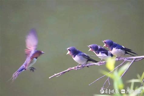 温馨一幕家燕育雏 章丘 焦传敬 家燕