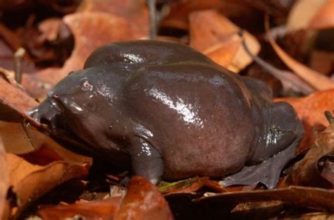 Purple Frog Facts And Pictures