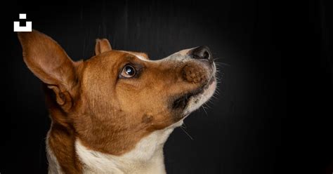 짧게 털을 입은 갈색과 흰색 개가 위를 올려다보고 있습니다 사진 Unsplash의 무료 개 이미지