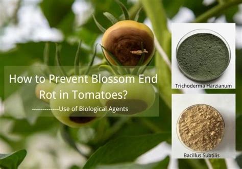 Understanding Tomato Blossom End Rot Treatment