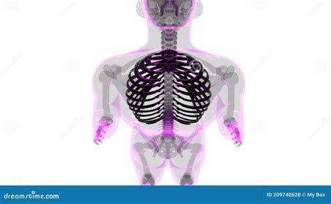 Human Skeleton Anatomy Rib Cage 3d Rendering Stock Illustration