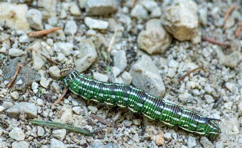Made Worm Caterpillar Free Photo On Pixabay Pixabay