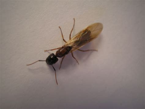 Flying Bugs In House