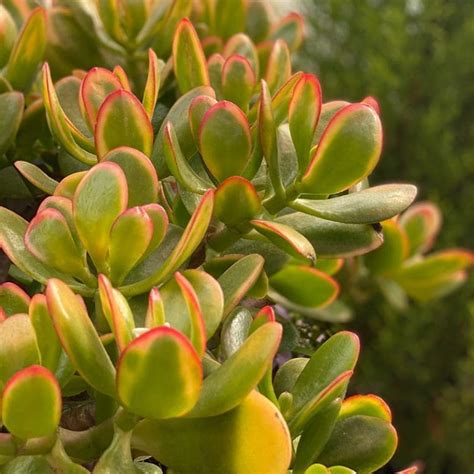 Crassula Ovata Hummels Sunset Avant Gardens