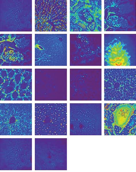 Microscopic Segmented Dataset List Download Scientific Diagram