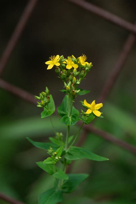 野の花百景 オトギリソウOtogiriso