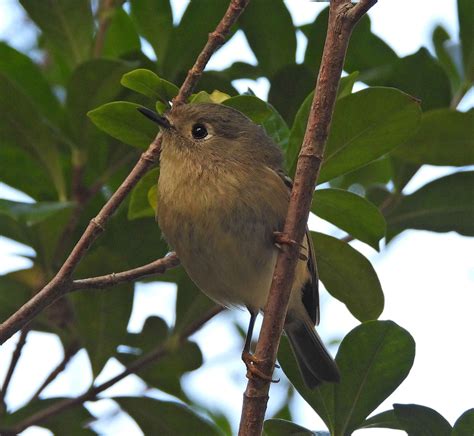 Ruby Crowned Kinglet Birdforum