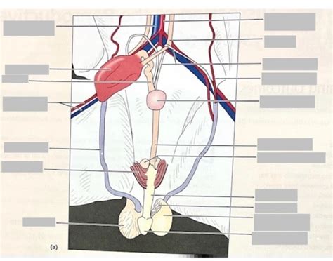 Male Urinaryreproductive System Fake Quiz