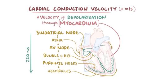 Cardiac Conduction Velocity Video And Anatomy Osmosis