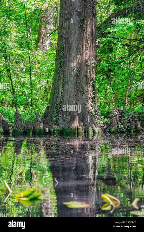 Large Tree Trunk And Stumps Reflecting In The Water Of A A Lake Swamp