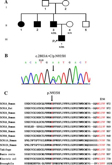 SCN A SCN B And GABRG Gene Mutation Analysis In Chinese Families With Generalized Epilepsy
