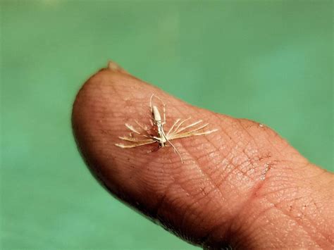 Plume Moth Pterophoridae Ausemade