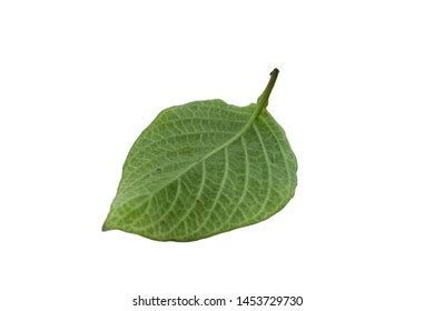 Cordate Leaf Over Royalty Free Licensable Stock Photos Shutterstock