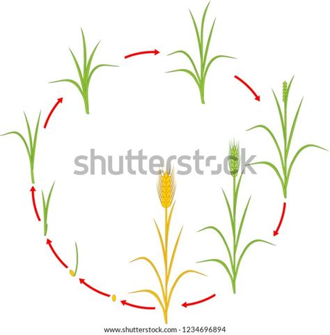 Rye Life Cycle Stages Growth Seed Stock Vector Royalty Free