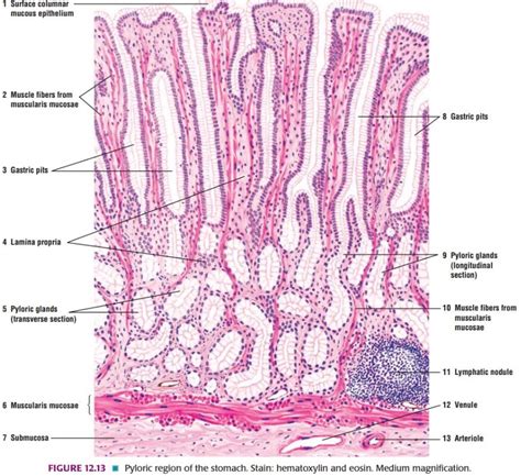 Labeled Stomach Slide