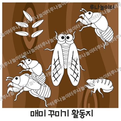 루나놀이터 매미 성장과정 매미의 성장과정 활동지 매미 성장과정 활동지 매미 활동지 어린이집 유치원 가정 보육