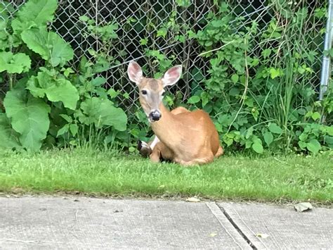 Tis The Season For Car Vs Deer Collisions Police Warn Sun Postings