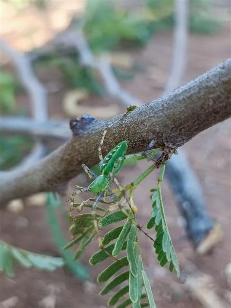 Can Someone Help Me Identify This Spider Rbiology