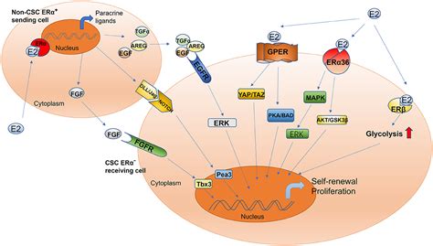 Frontiers Involvement Of The Estrogen And Progesterone Axis In Cancer Stemness Elucidating