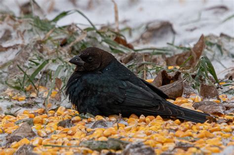 Brown Headed Cowbird Parasitism