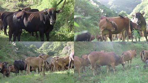 4k黄牛赶牛吃草视频素材下载编号27952555光厂vj师网