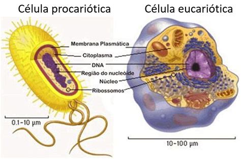 Total 45 Imagem Desenhos Das Celulas Eucariontes E Procariontes Br