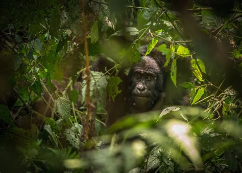 Humbling Journey Gorilla Trekking In Bwindi Impenetrable Forest