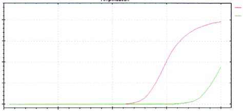 Peptide Nucleic Acid Pna Mediated Clamping Pcr Analysis Of Braf Level Download Scientific