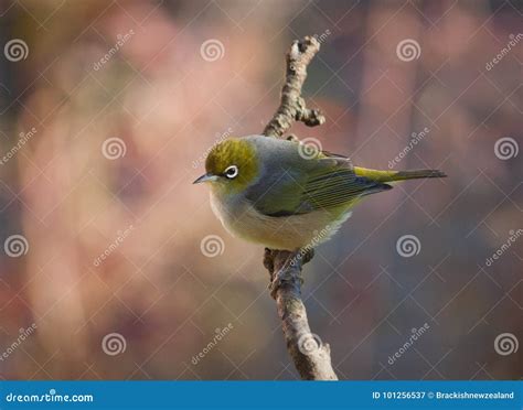 Wax Eye Stock Image Image Of Tiny Wildlife Avian 101256537