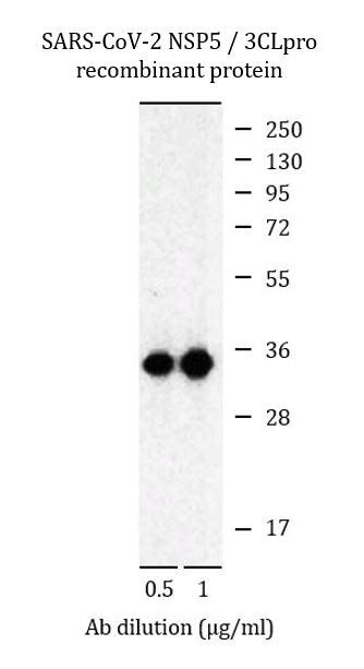 Anti Sars Cov 2 Nsp5 3clpro Protein Antibody Arg43303 Arigo
