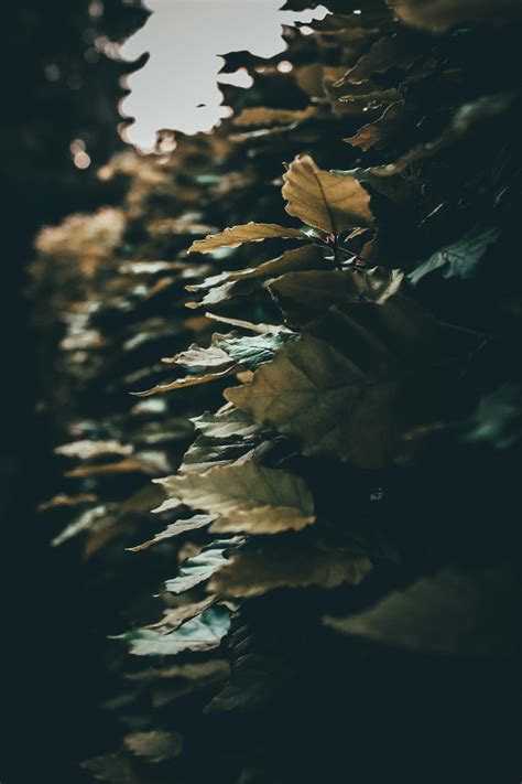 가을 경치 경치가 좋은 계절 고요한 공원 그림 같은 나무 나뭇잎 녹색 녹지 떨어지다 목가적 인 목가적인