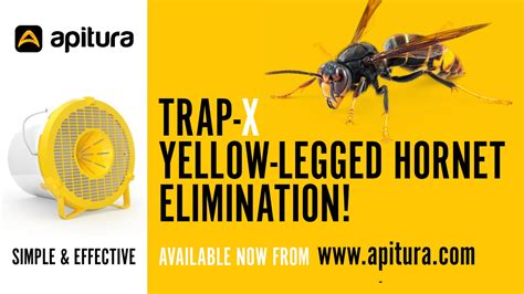 Vespa Velutina Trap — Apitura Apiculture Innovation