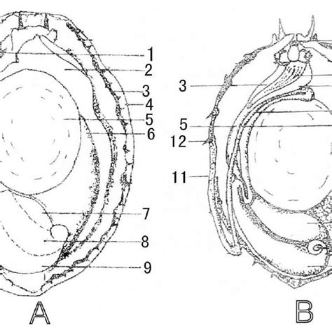 Anatomical Structure Of The Abalone A All Of The Abalone