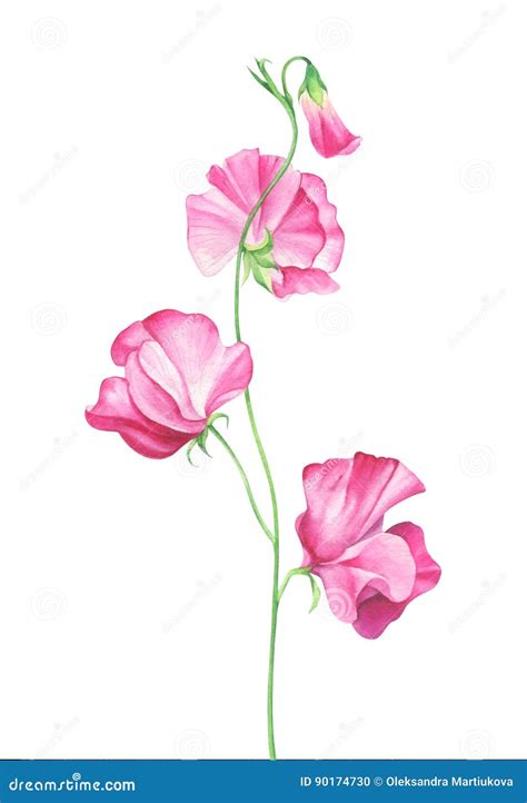 Watercolor Sweet Pea Flowers On White Background Stock Illustration