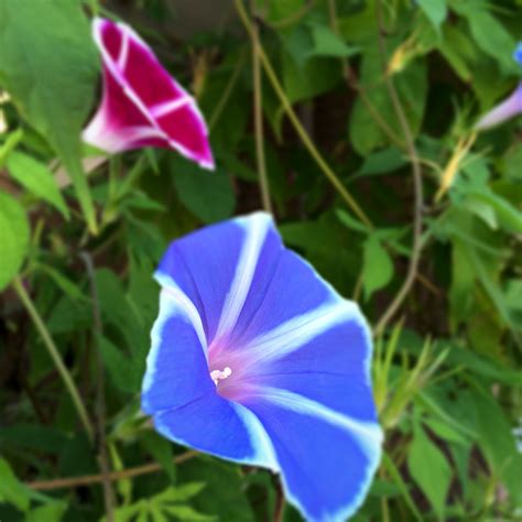 朝顔の開花時期季節はいつからいつまで咲くの