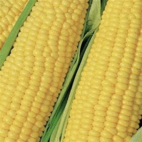 Jual Benih Jagung Manis Unggul 5 Gram Kota Tangerang Selatan JJH