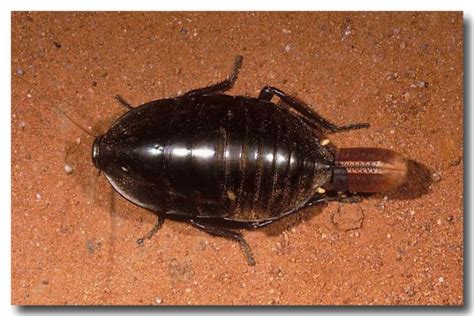 Australian Native Cockroach Lochman Transparencieslochman Transparencies