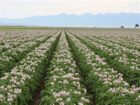 Low Cost Sensors Revolutionize Irrigation Efficiency And Disease Management For Michigan Farmers